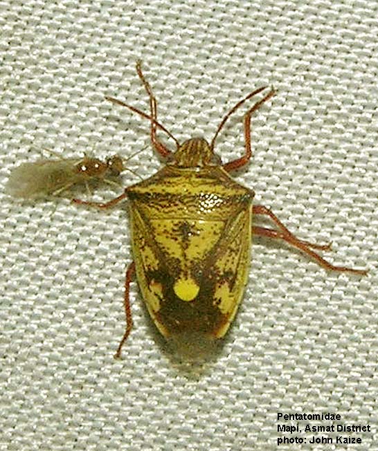 Papua Insects Foundation (Hemiptera/Heteroptera)